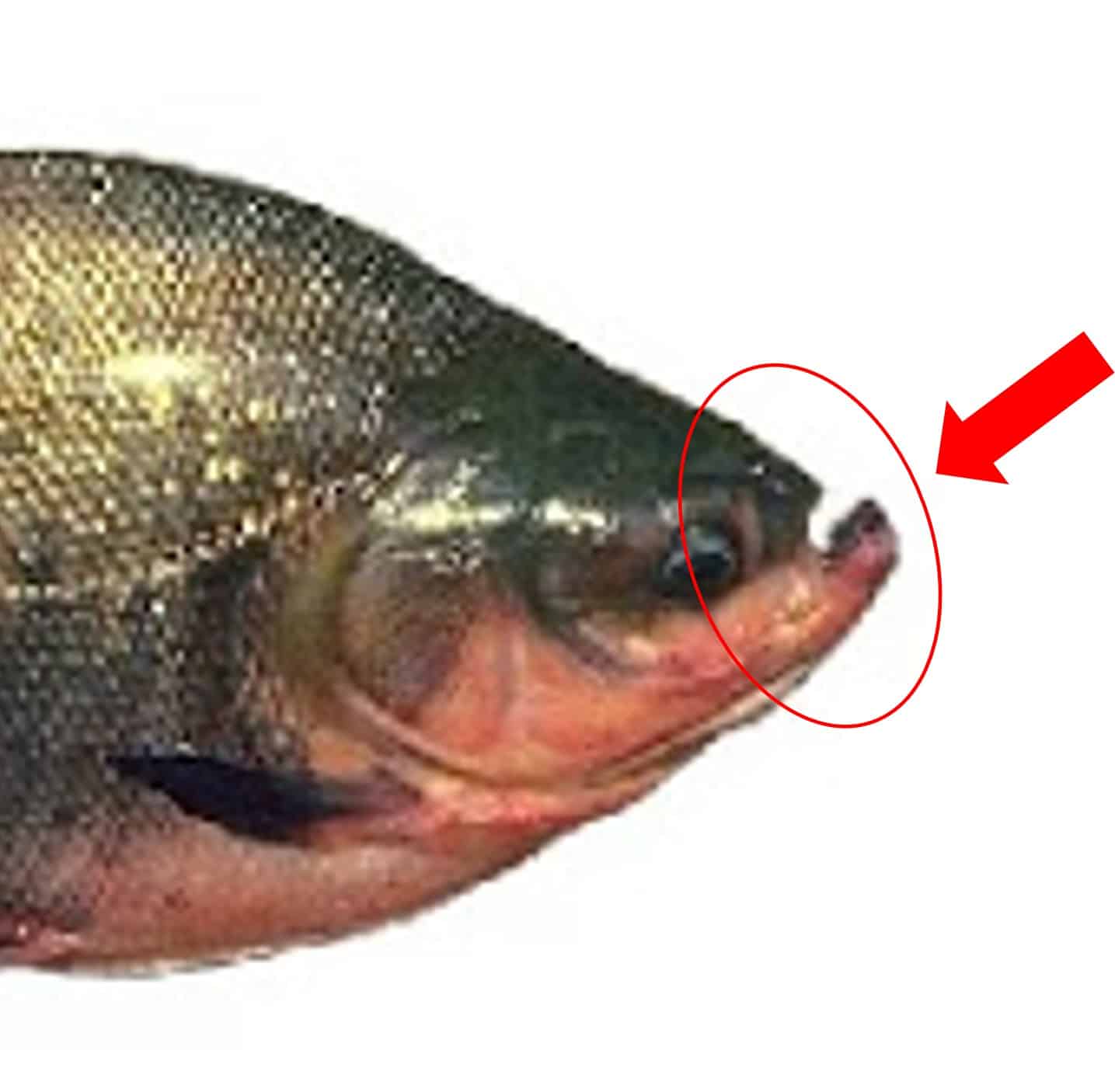 Tambaquicultura em RAS - AntheroTec