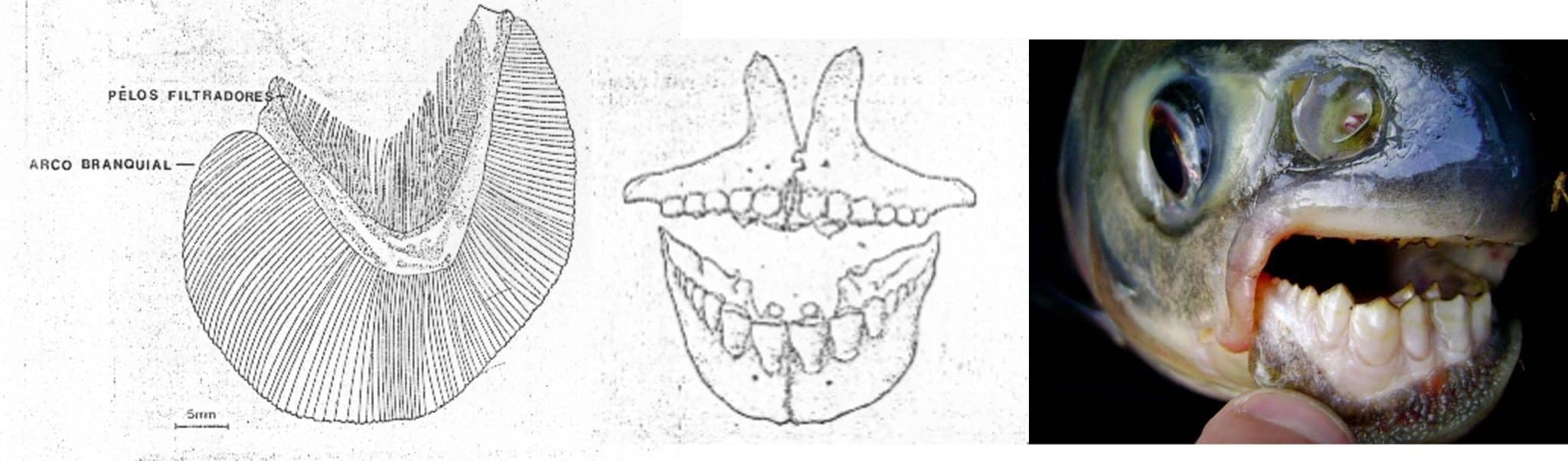 Tambaquicultura em RAS - AntheroTec