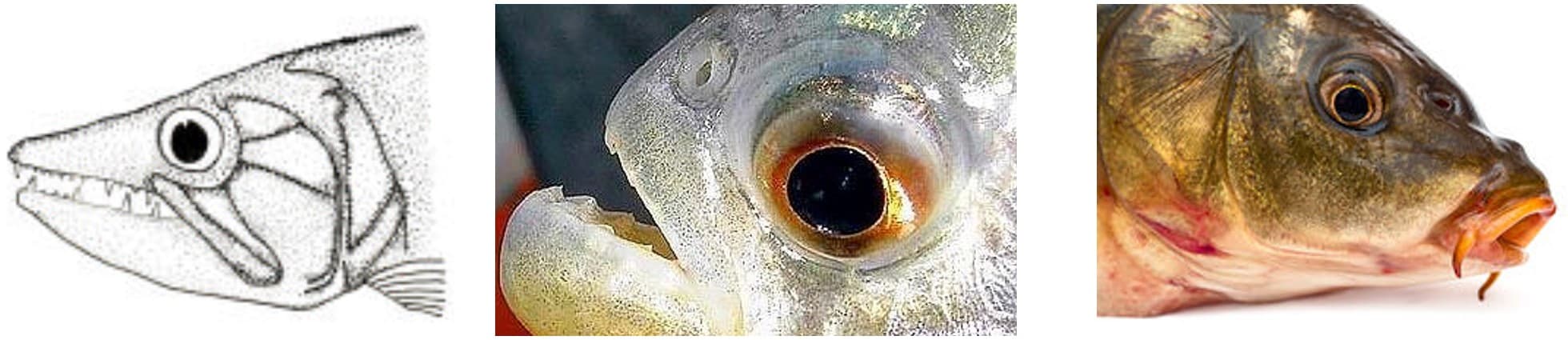 Curso Antherotec -1 unidade - Anatomia dos peixes - AntheroTec