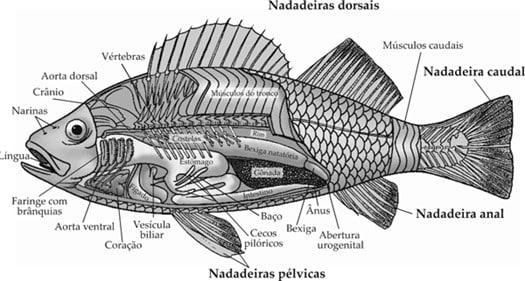 Curso Antherotec -1 unidade - Anatomia dos peixes - AntheroTec