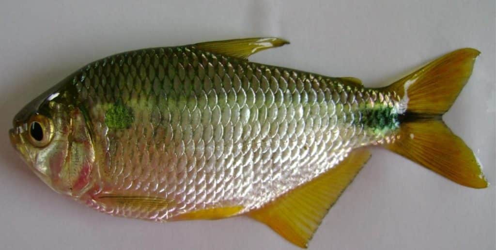 Lambaricultura em RAS - AntheroTec