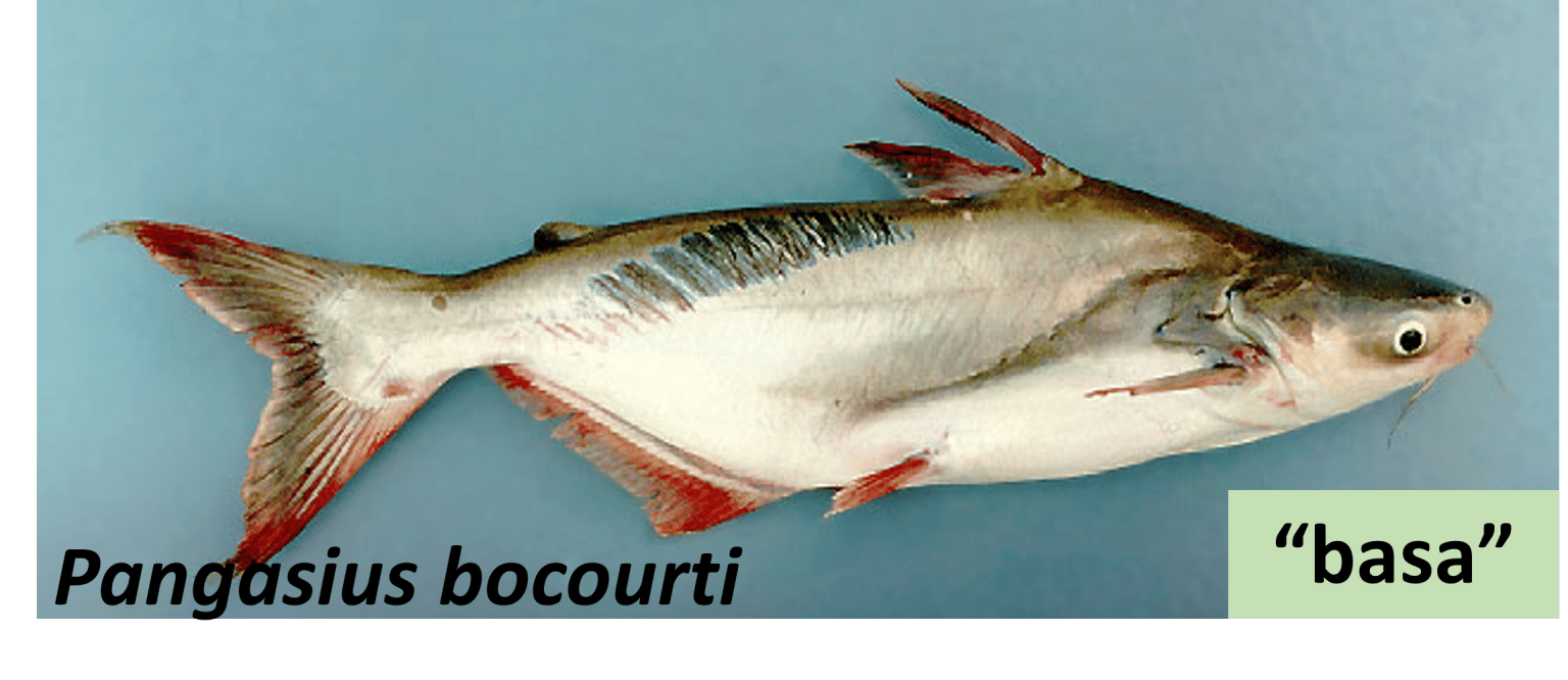 Criação de Panga em RAS - AntheroTec