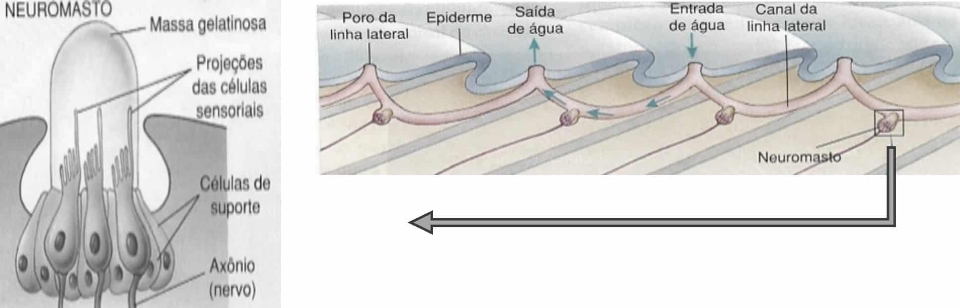 Curso Antherotec -1 unidade - Anatomia dos peixes - AntheroTec
