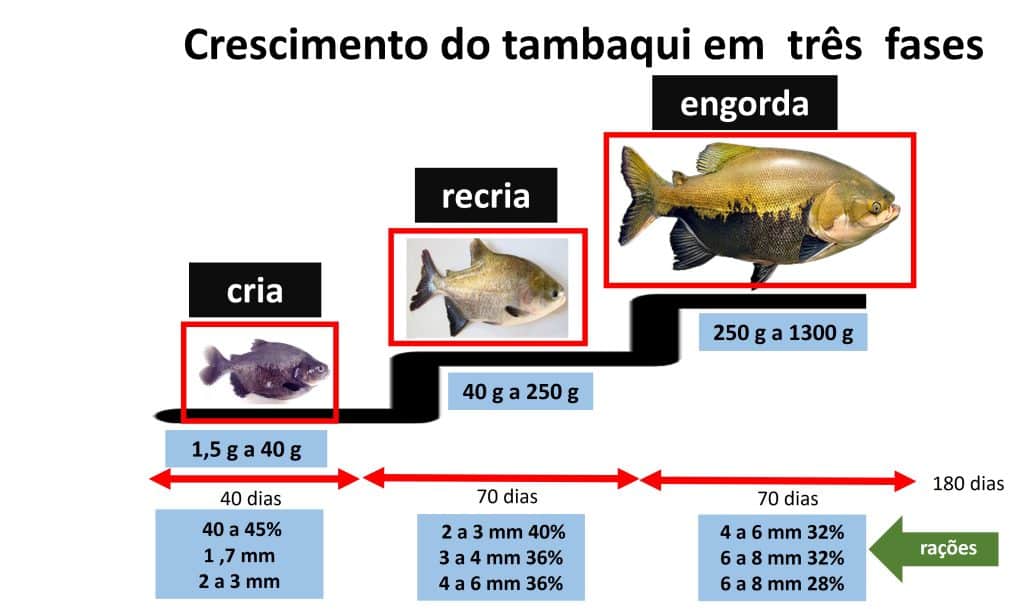 Tambaquicultura em RAS - AntheroTec